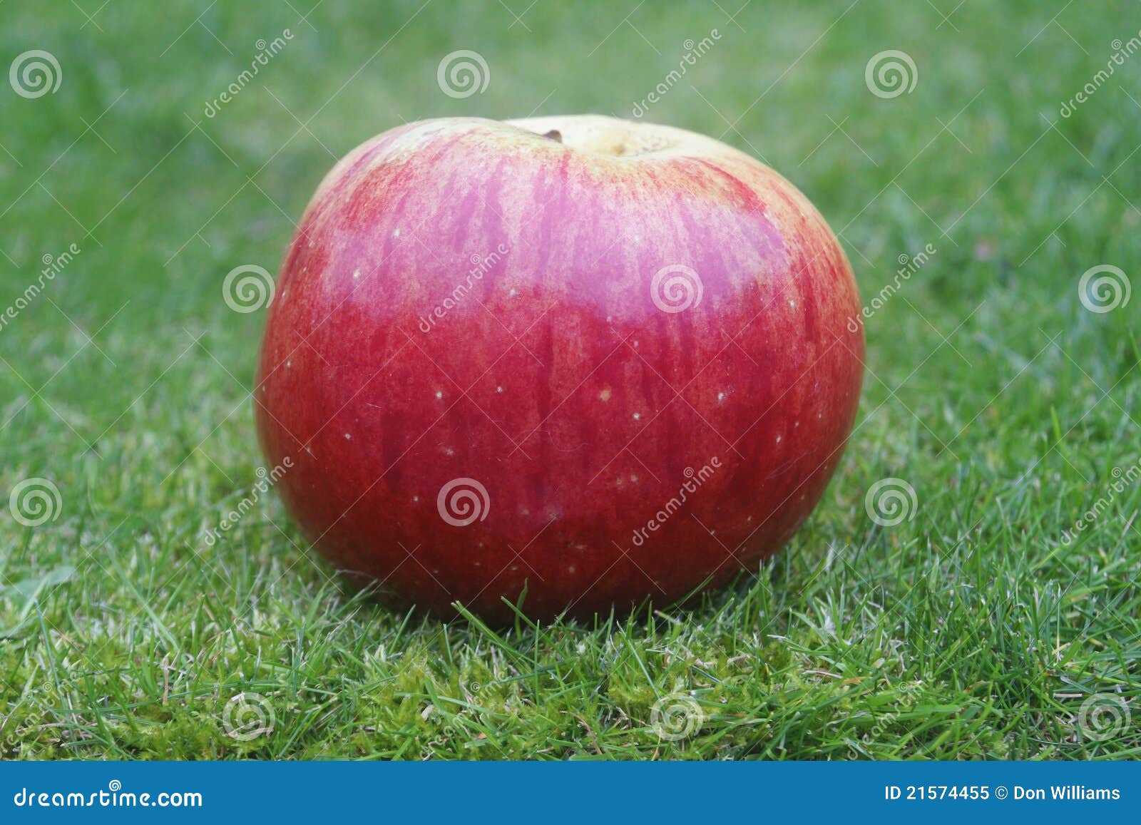 Autum Windfall Apple stock image. Image of fruit, cooking - 21574455