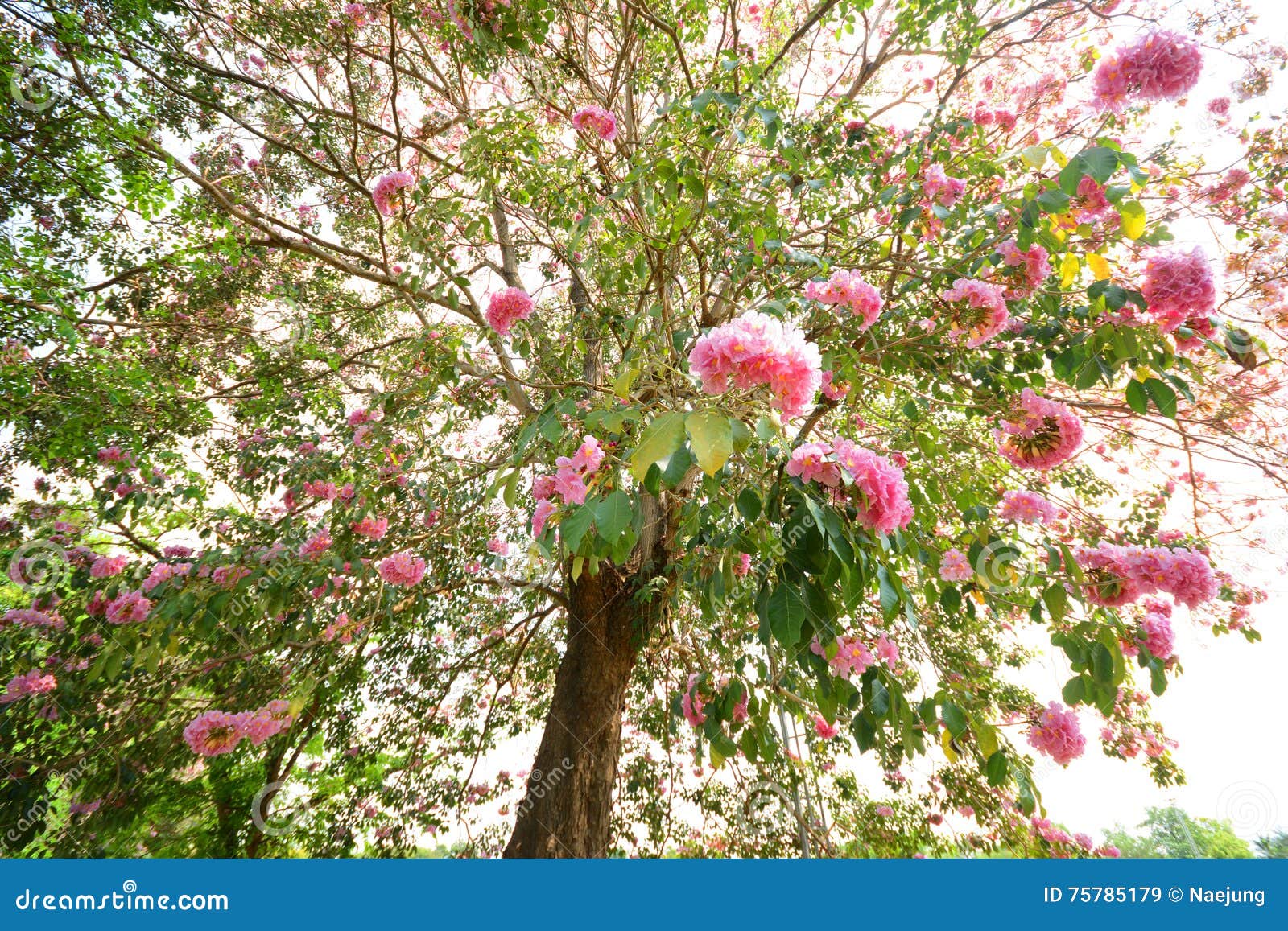 Autume tree stock image. Image of park, environment, landscape - 75785179