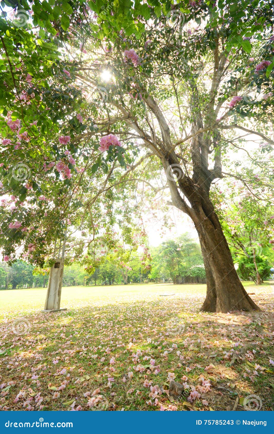 Autume tree stock image. Image of travel, green, leaf - 75785243