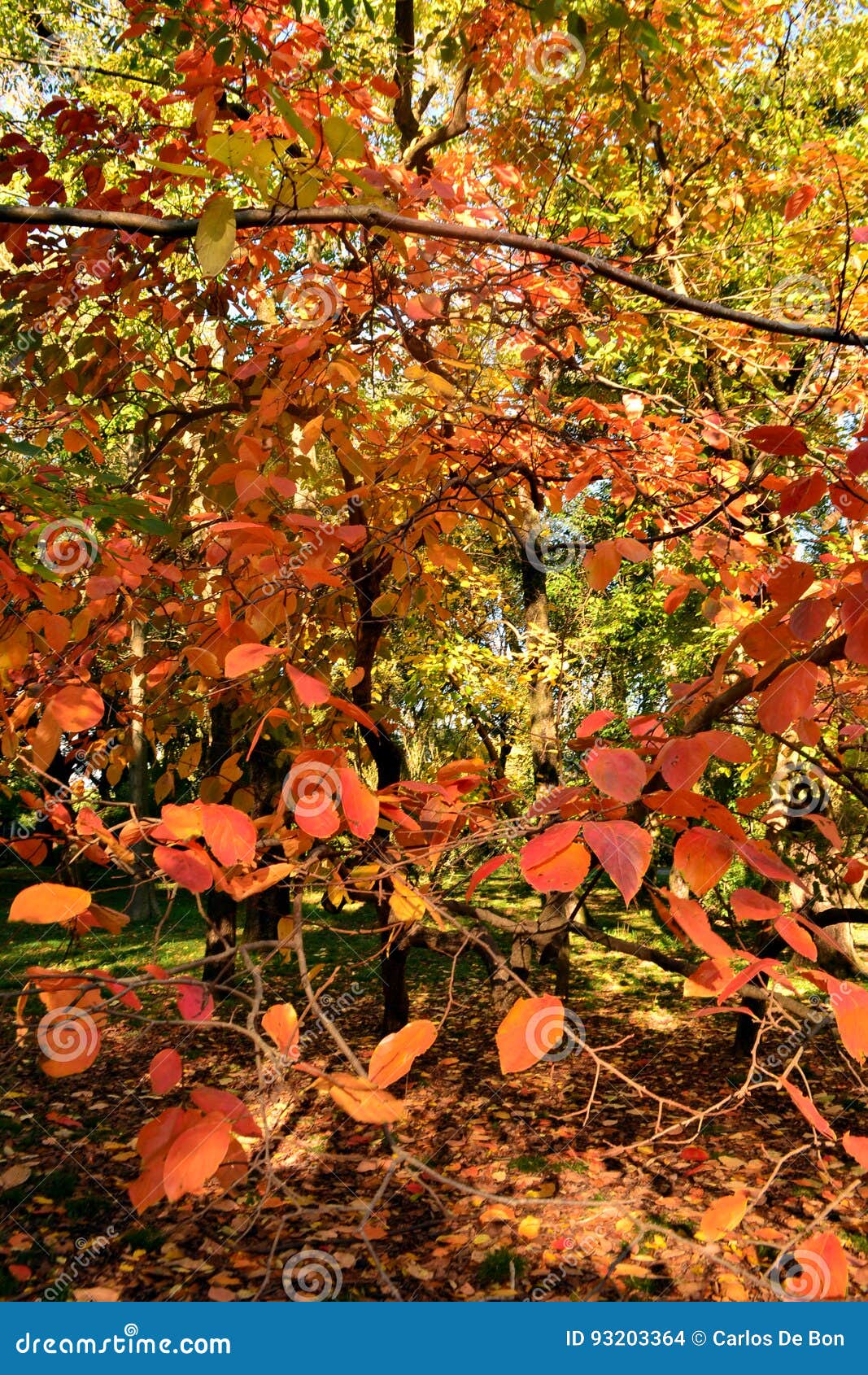 Autumm leafs stock photo. Image of plants, trees, botanic - 93203364