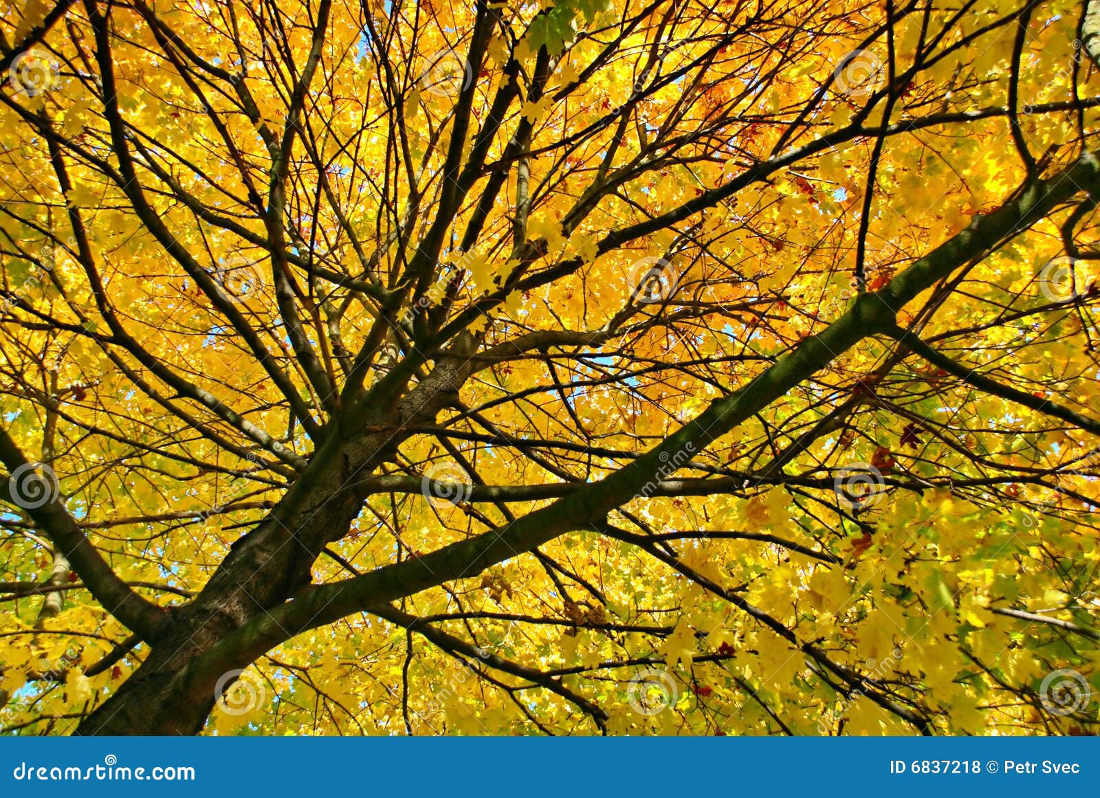 Autumn #1 stock photo. Image of dark, garden, detail, light - 6837218