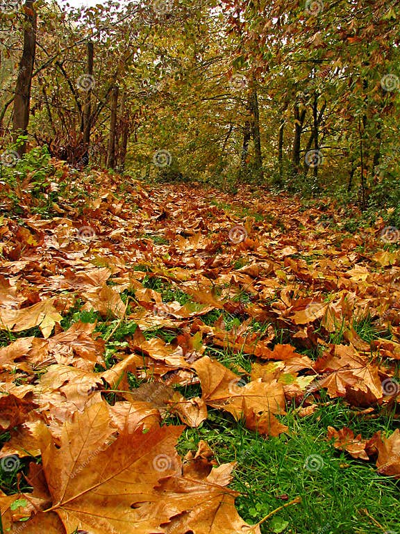 Autumn stock image. Image of leaf, path, blue, nature - 1054257