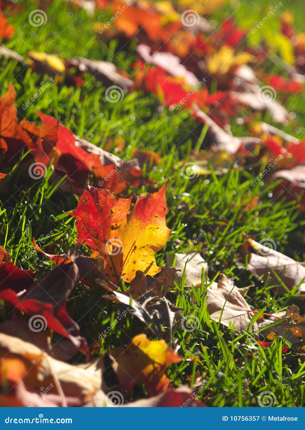 Autumn stock image. Image of lawn, fall, silence, color - 10756357