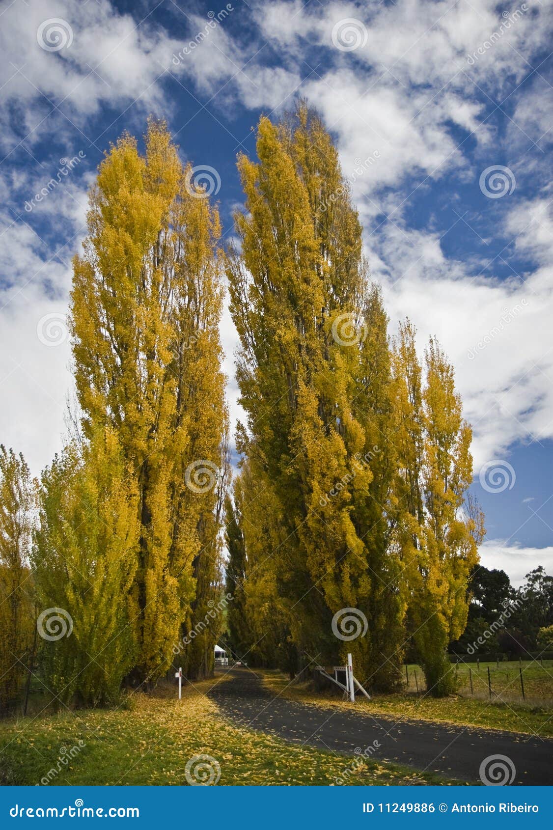 Autumn stock photo. Image of countryside, fall, australia - 11249886