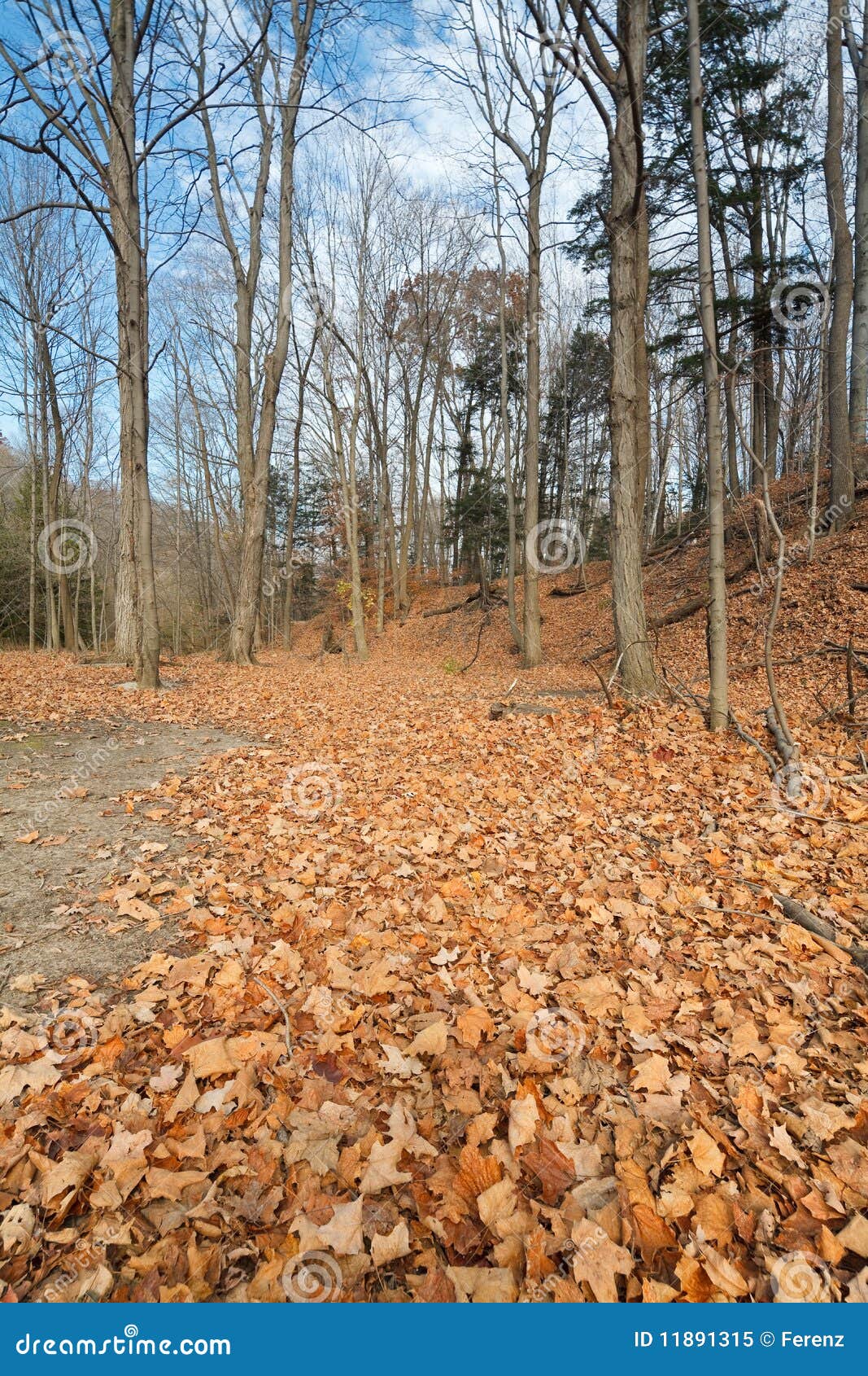 Autumn stock image. Image of fall, environment, freshness - 11891315
