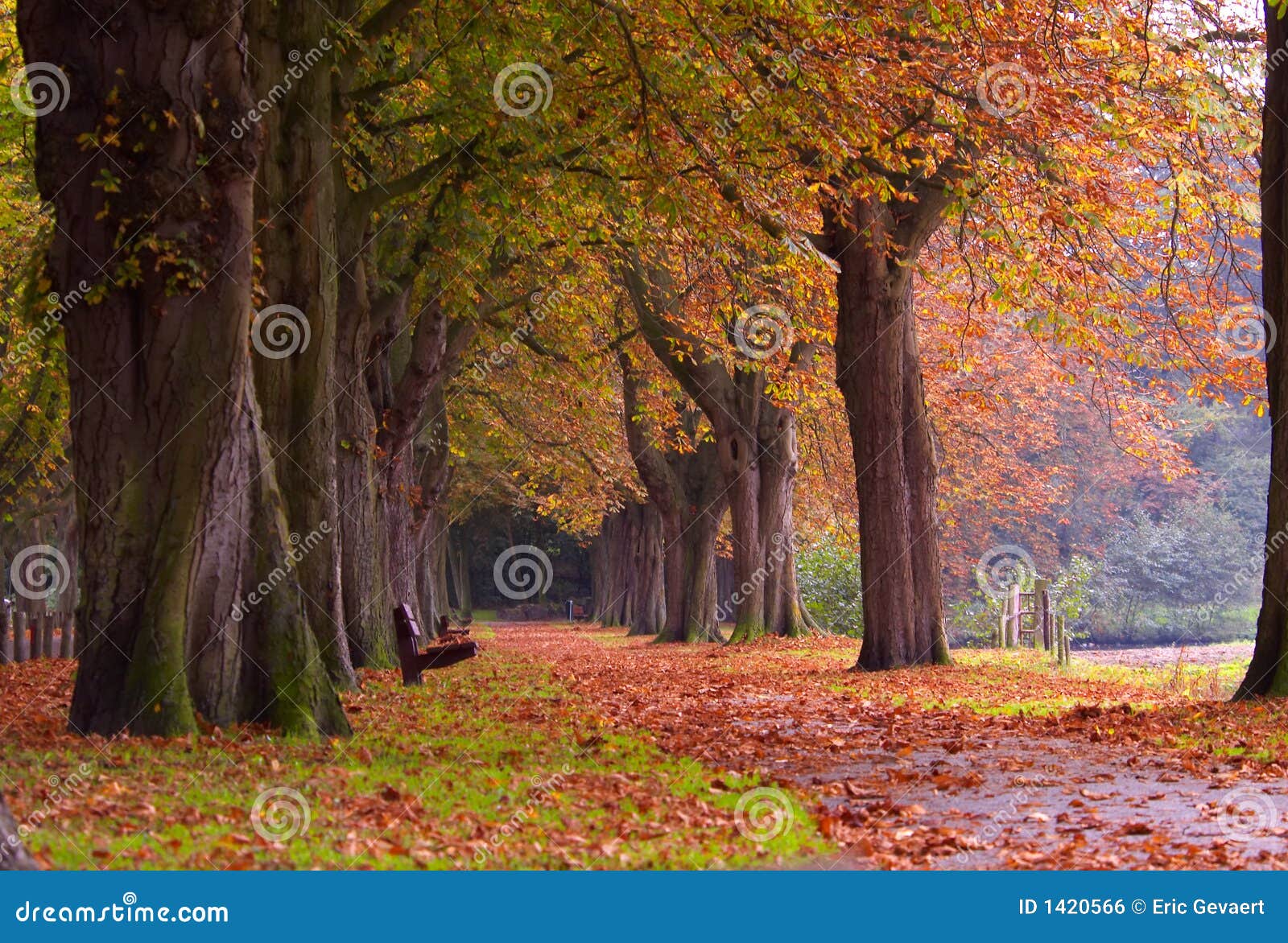 Autumn stock photo. Image of green, environment, macro - 1420566