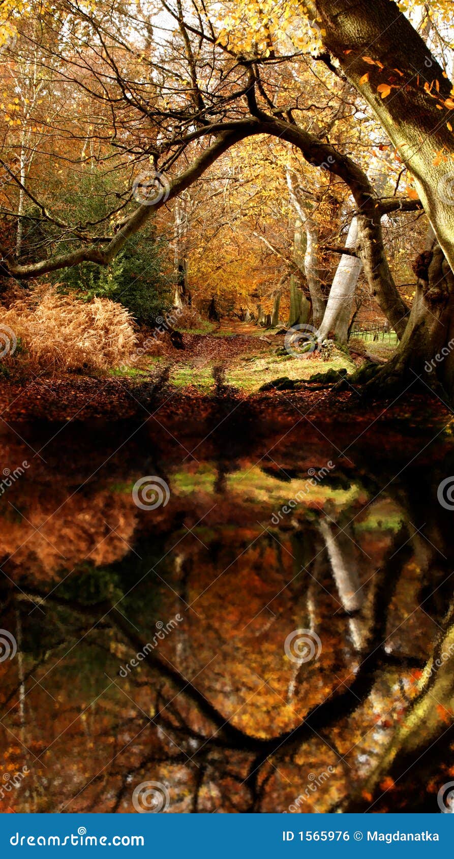 Autumn stock photo. Image of autumn, outside, colour, tree - 1565976