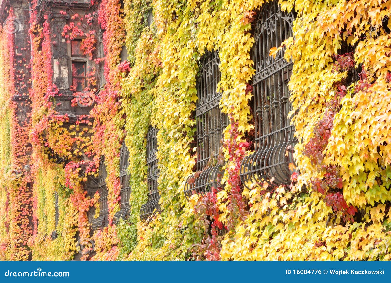 Autumn stock photo. Image of solid, leaf, brick, climbing - 16084776