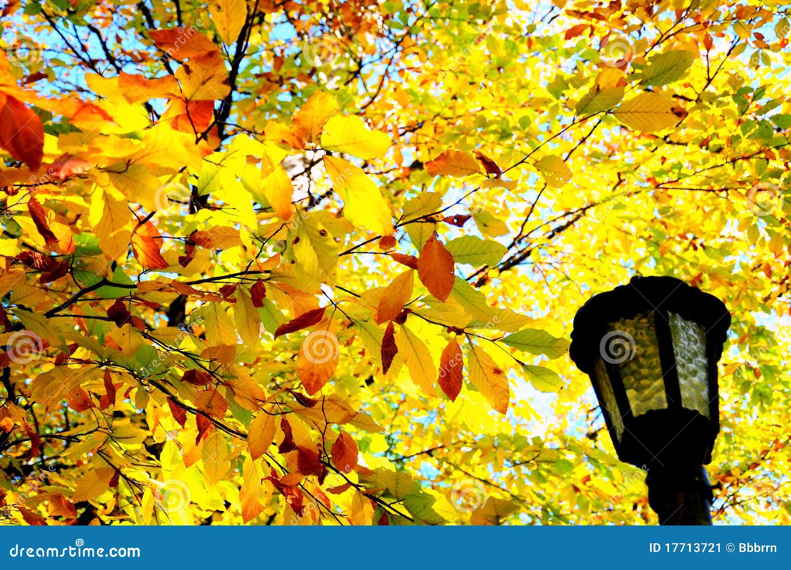 Autumn stock image. Image of leaf, calm, bright, autumn - 17713721