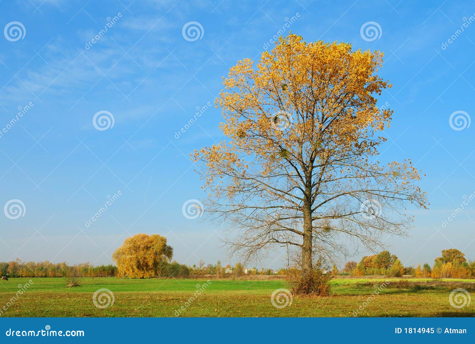 Autumn stock image. Image of landscape, lonely, tree, blue - 1814945
