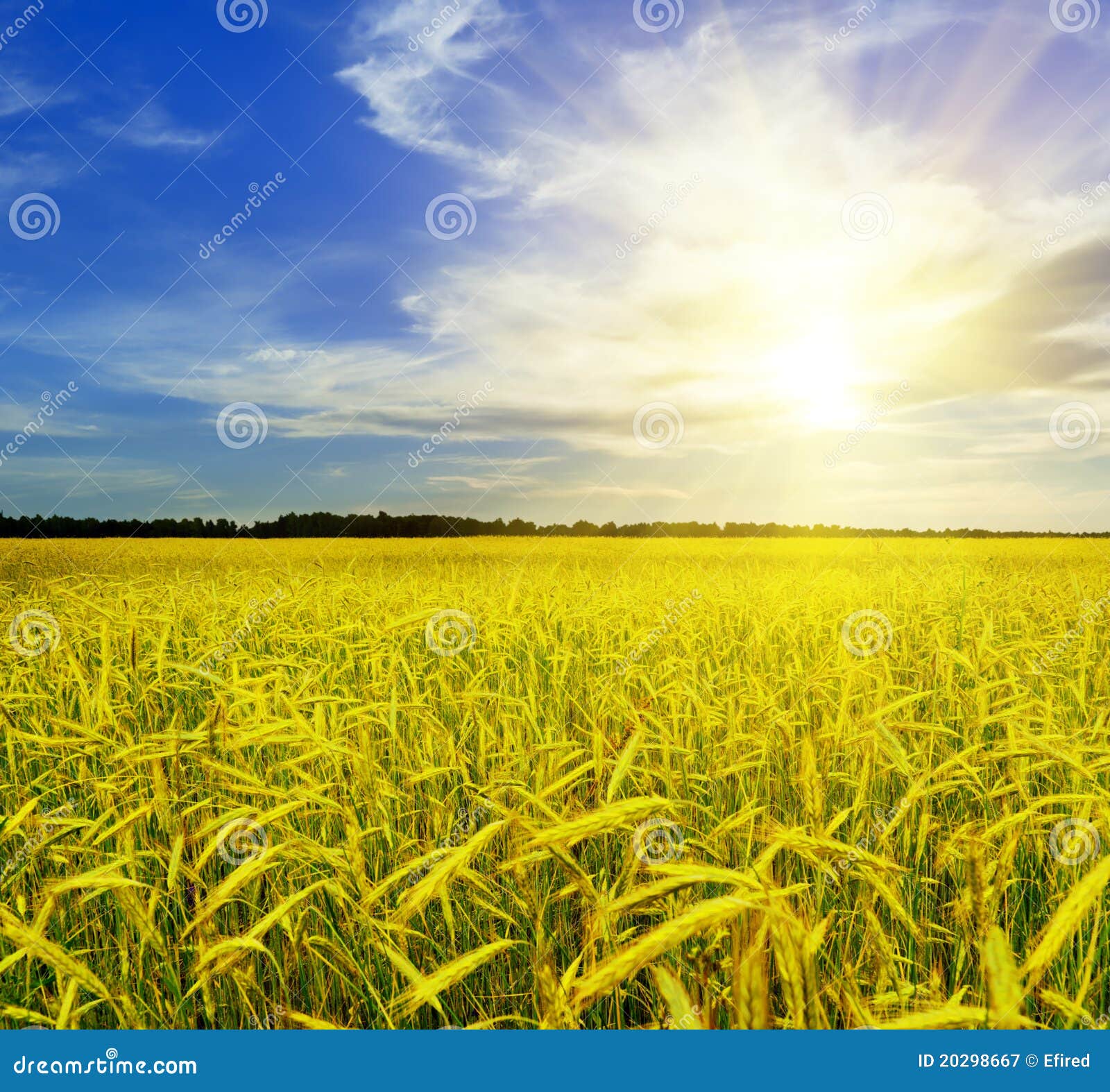 Autumn stock image. Image of crop, country, grass, land - 20298667