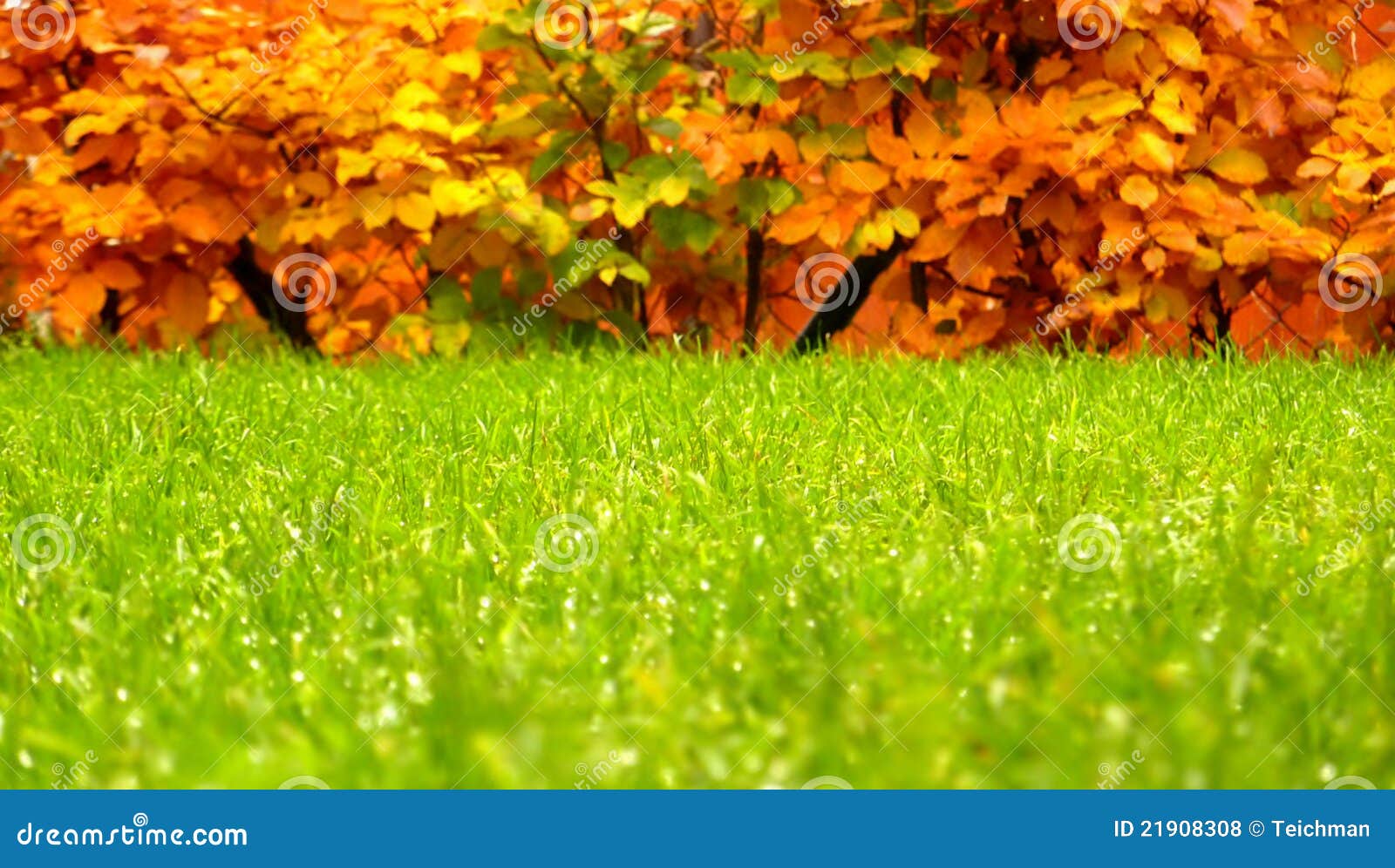 Autumn stock photo. Image of forest, park, yellow, grass - 21908308