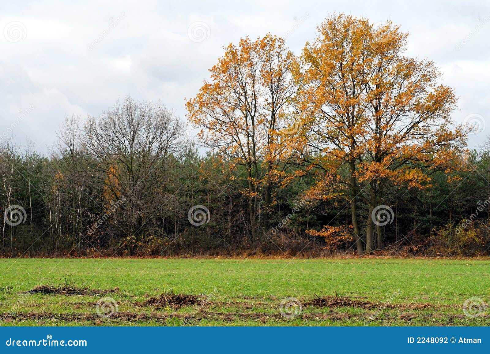 Autumn stock photo. Image of trees, nature, brown, season - 2248092