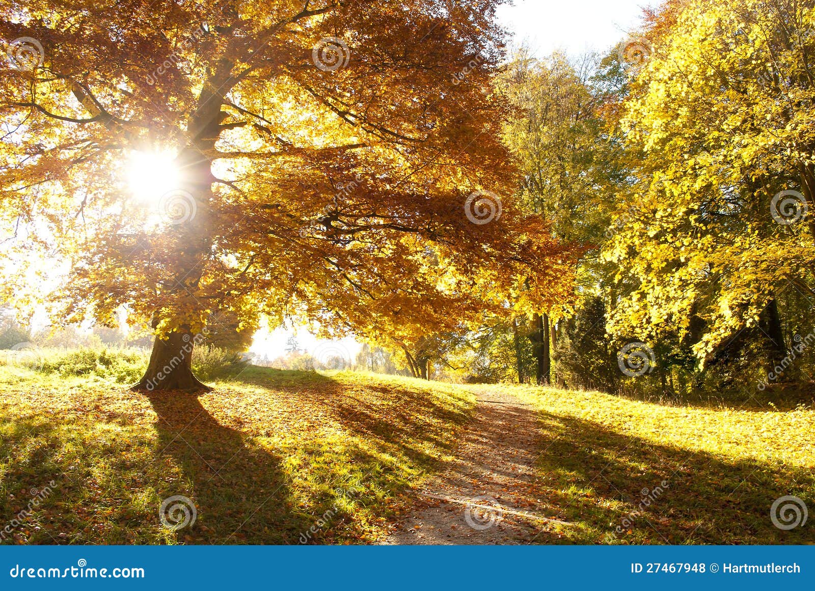 Autumn stock photo. Image of maple, trees, decoration - 27467948