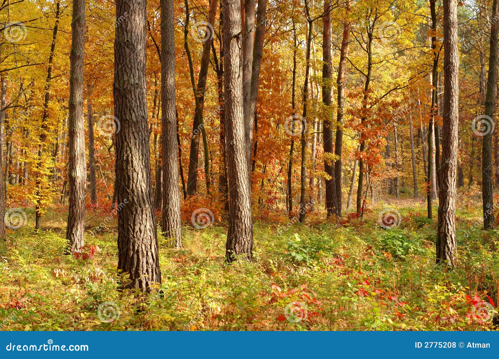 Autumn stock photo. Image of fall, september, trees, autumn - 2775208