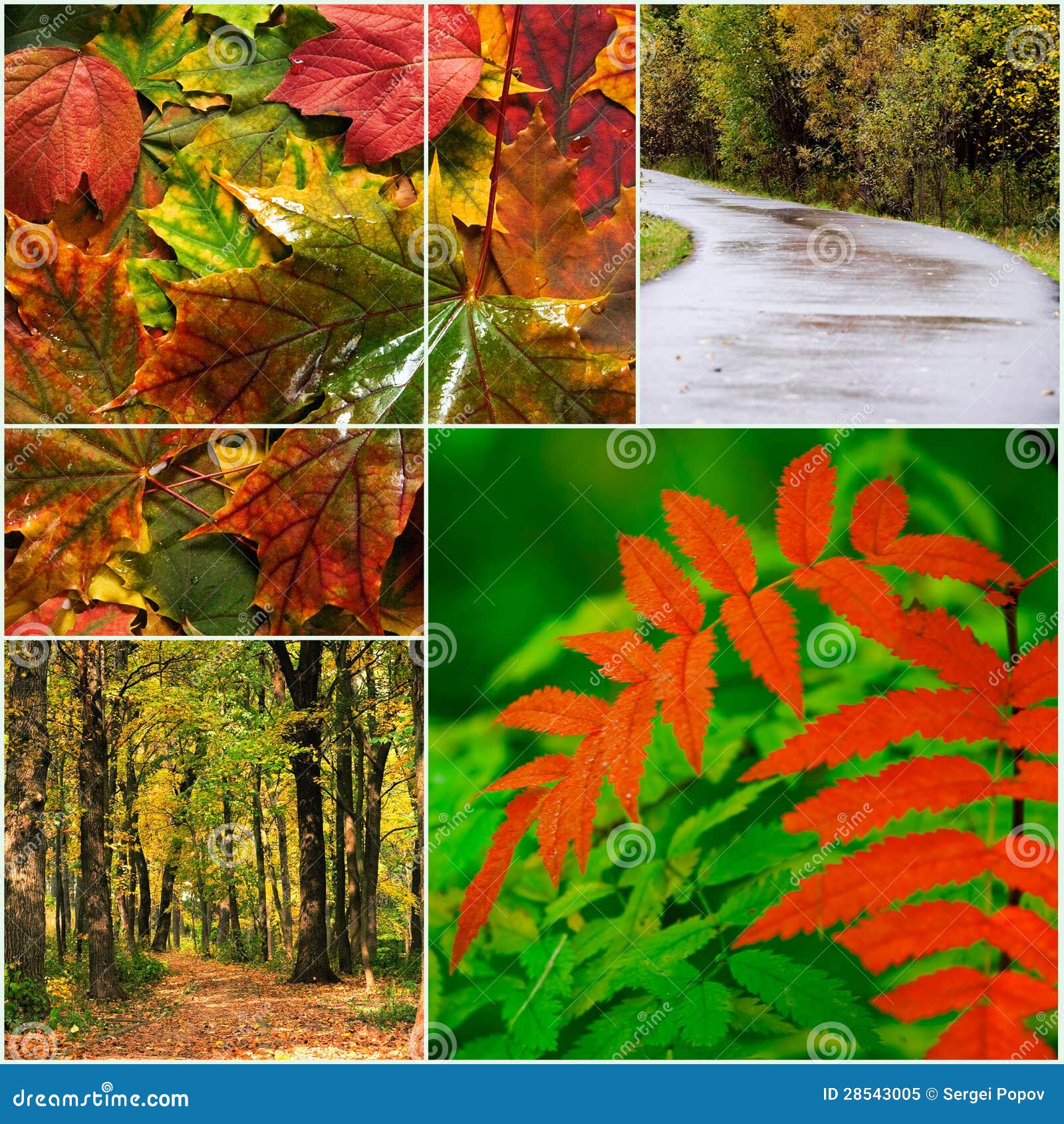 Autumn stock image. Image of descriptive, nature, lush - 28543005