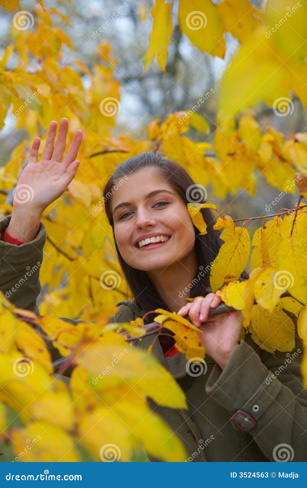 Autumn stock image. Image of rest, golden, nature, tree - 3524563