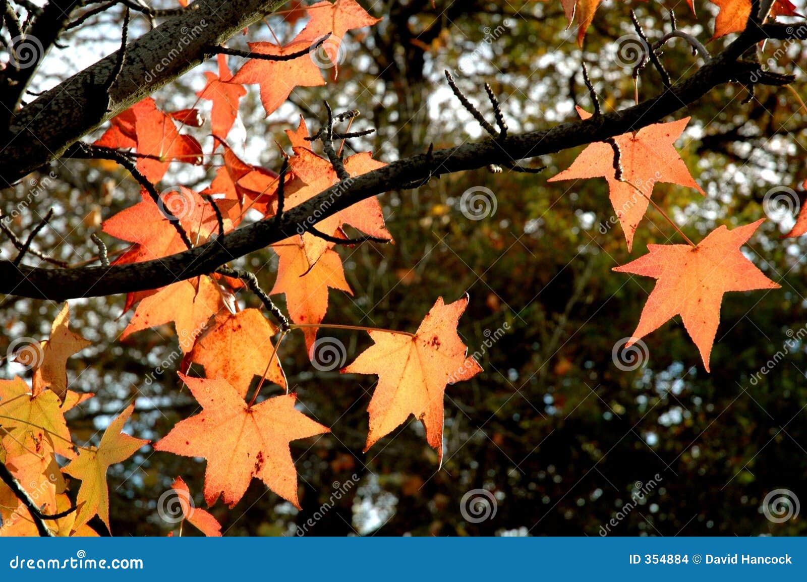 Autumn stock photo. Image of shade, leaves, tree, maple - 354884