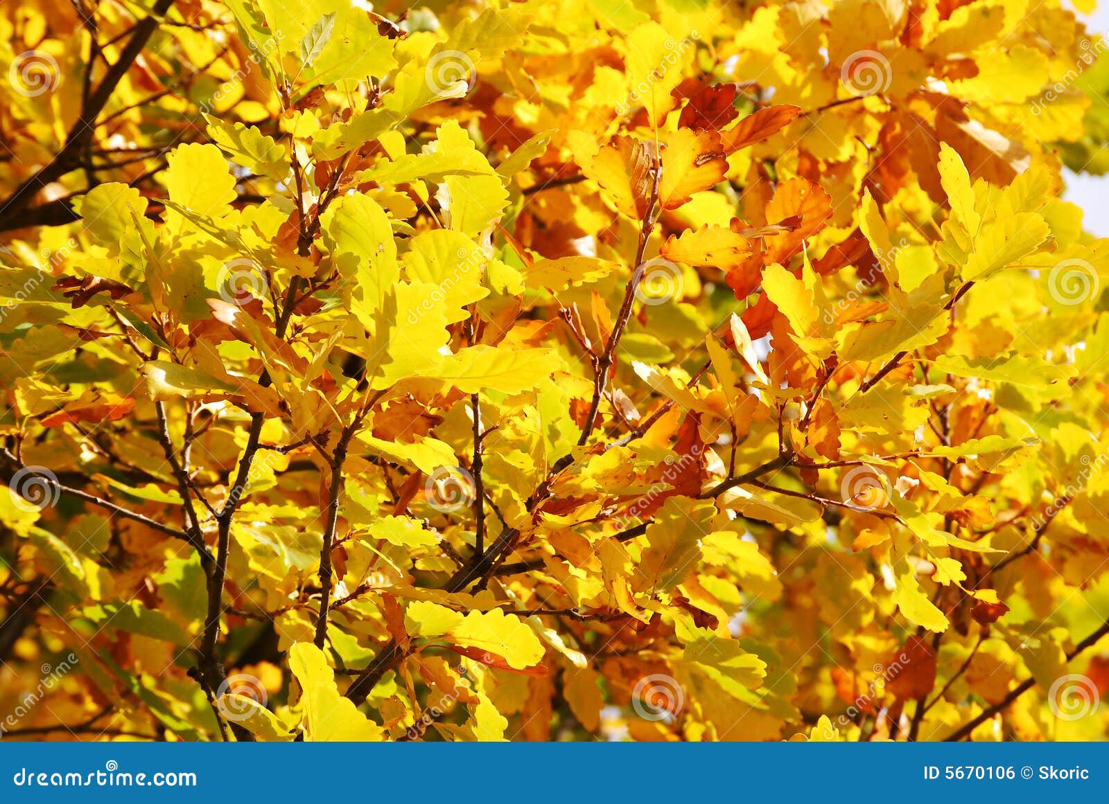 Autumn stock photo. Image of variation, autumn, branch - 5670106