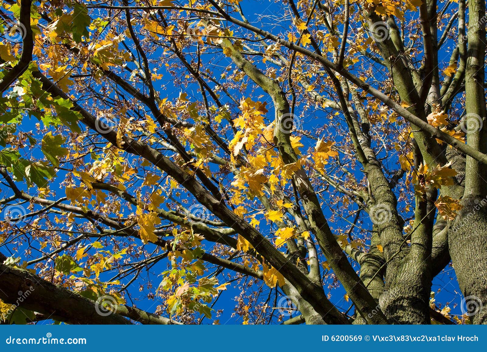 Autumn stock image. Image of growth, gold, green, orange - 6200569
