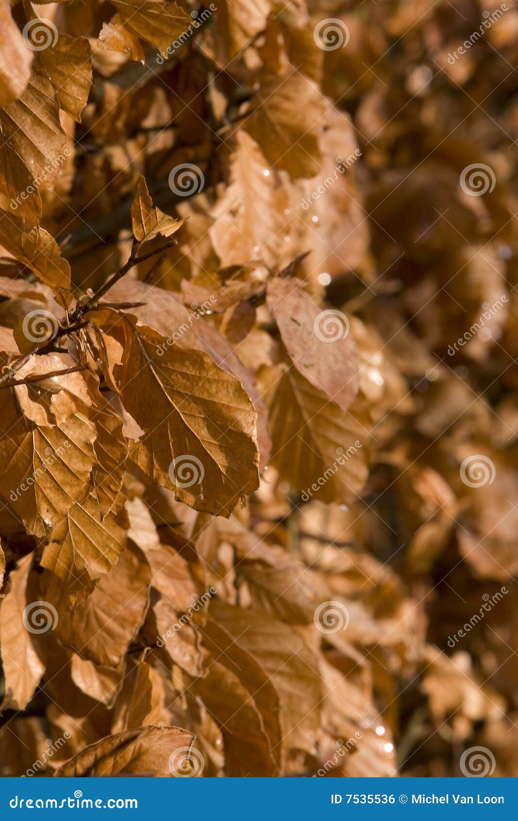 Autumn stock photo. Image of branch, marking, colouring - 7535536