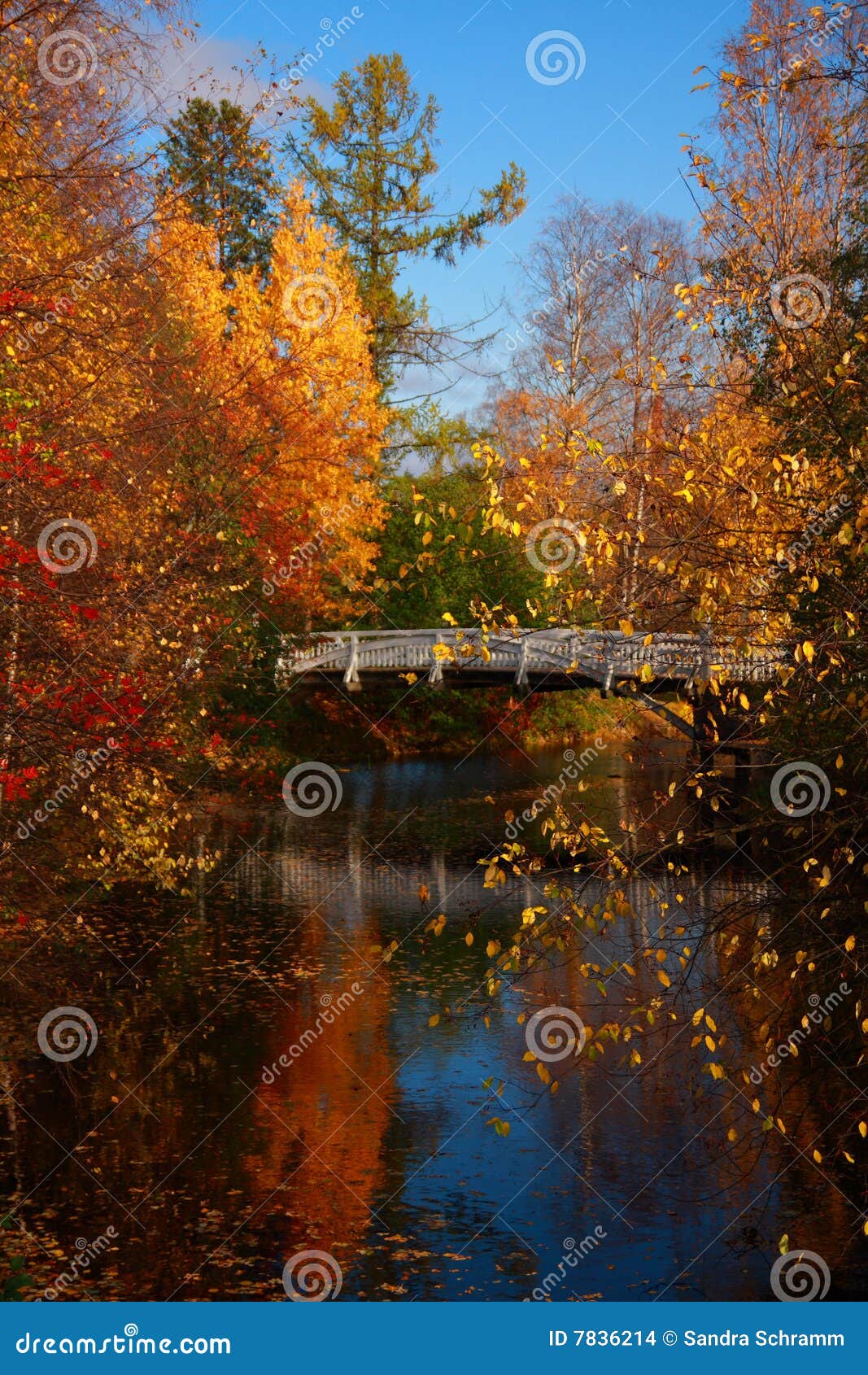 Autumn stock photo. Image of green, colors, garden, colorful - 7836214