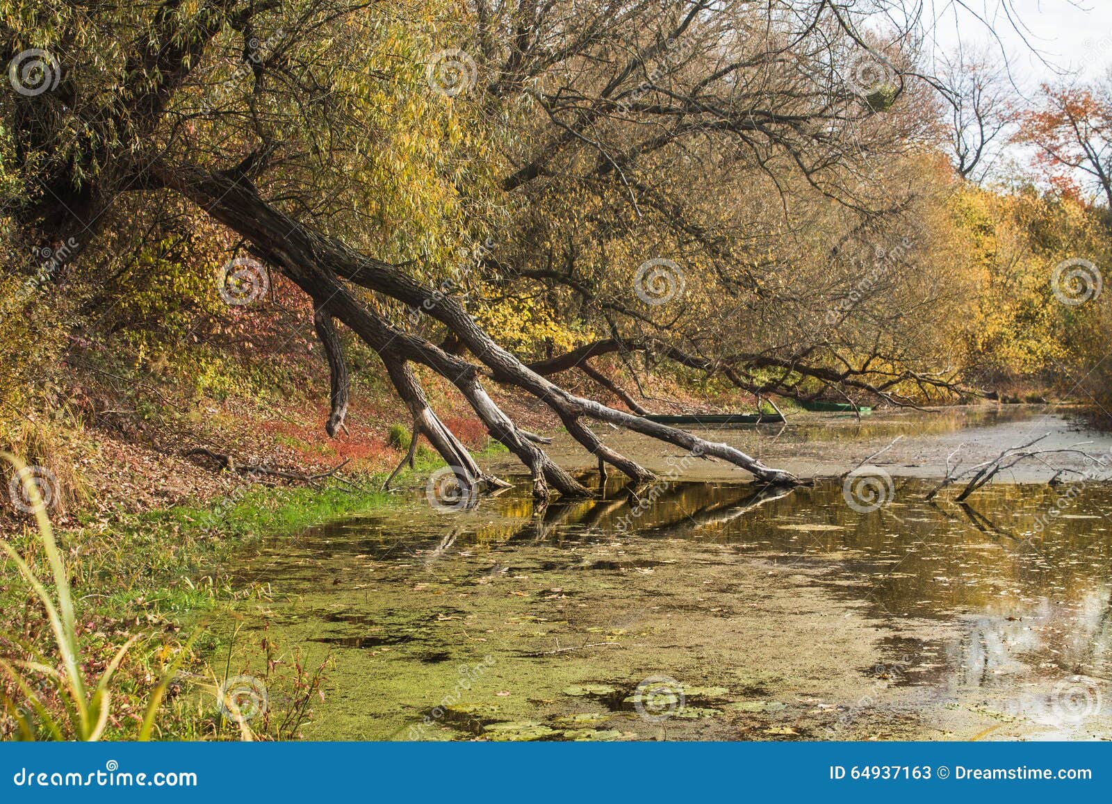 Autumn stock image. Image of river, scenary, trees, styr - 64937163