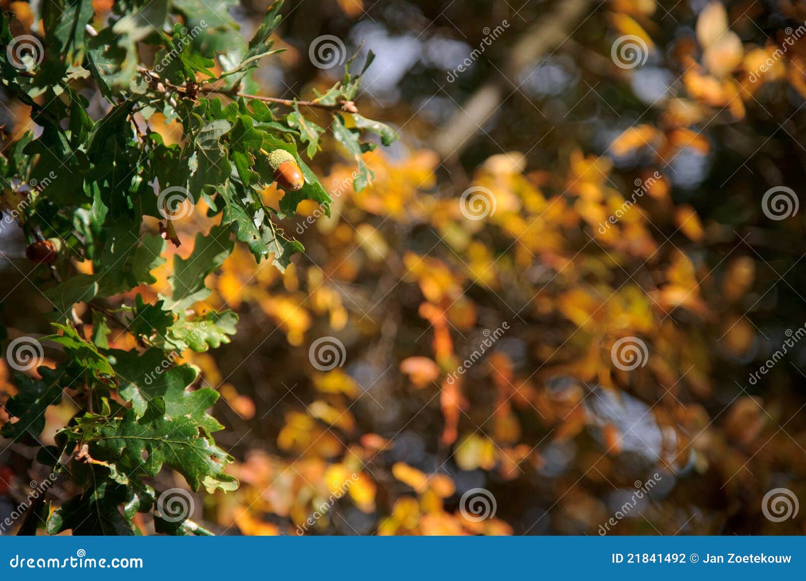 Autumn acorn stock photo. Image of brown, colorful, season - 21841492