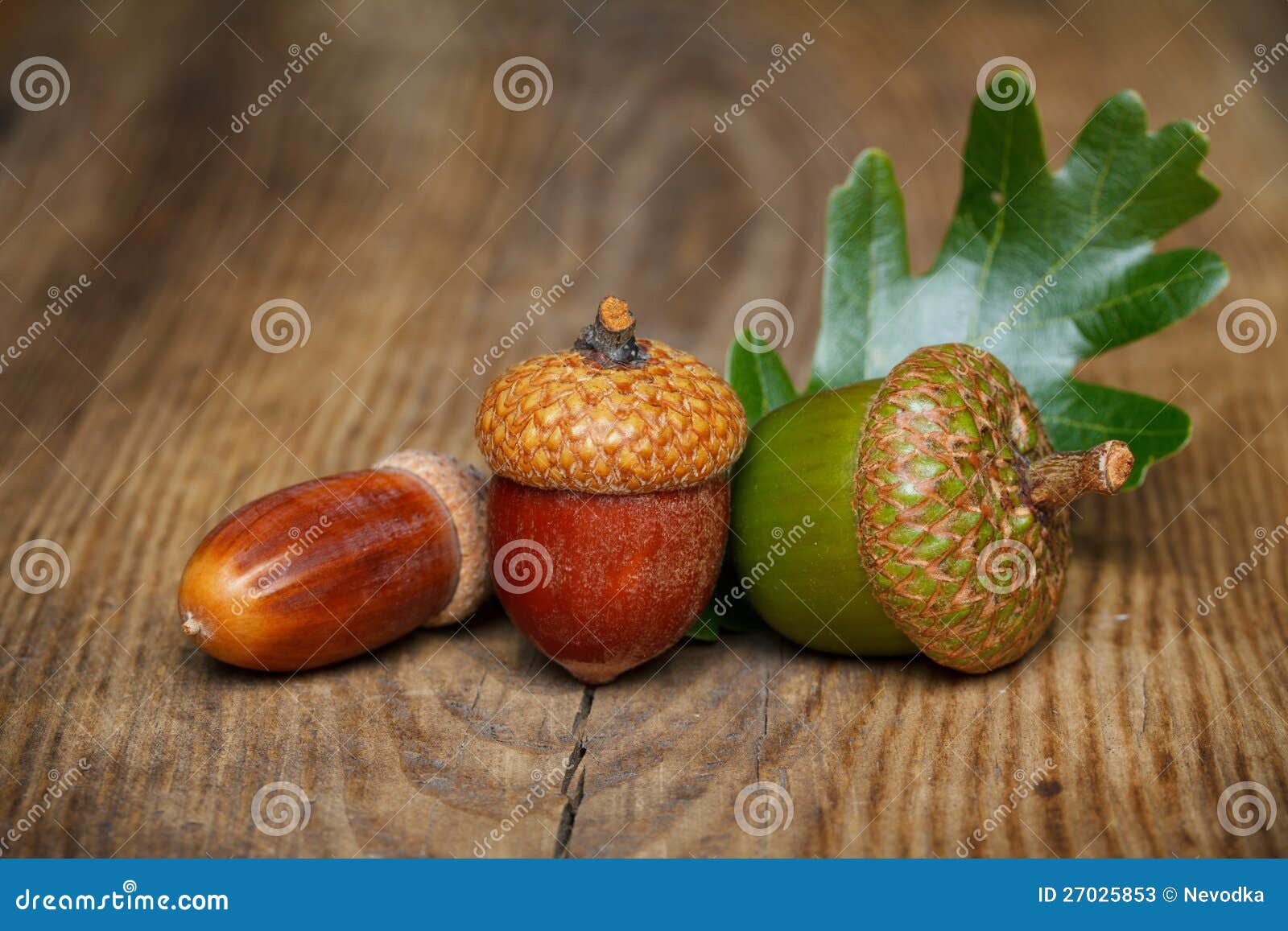 Autumn acorn stock image. Image of yellow, autumn, acorn - 27025853