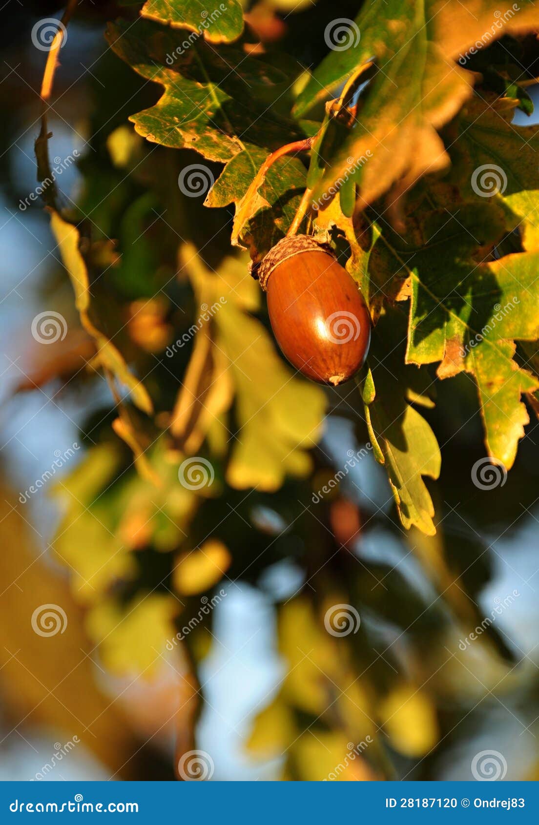 Autumn acorn stock photo. Image of leaf, foliage, nature - 28187120