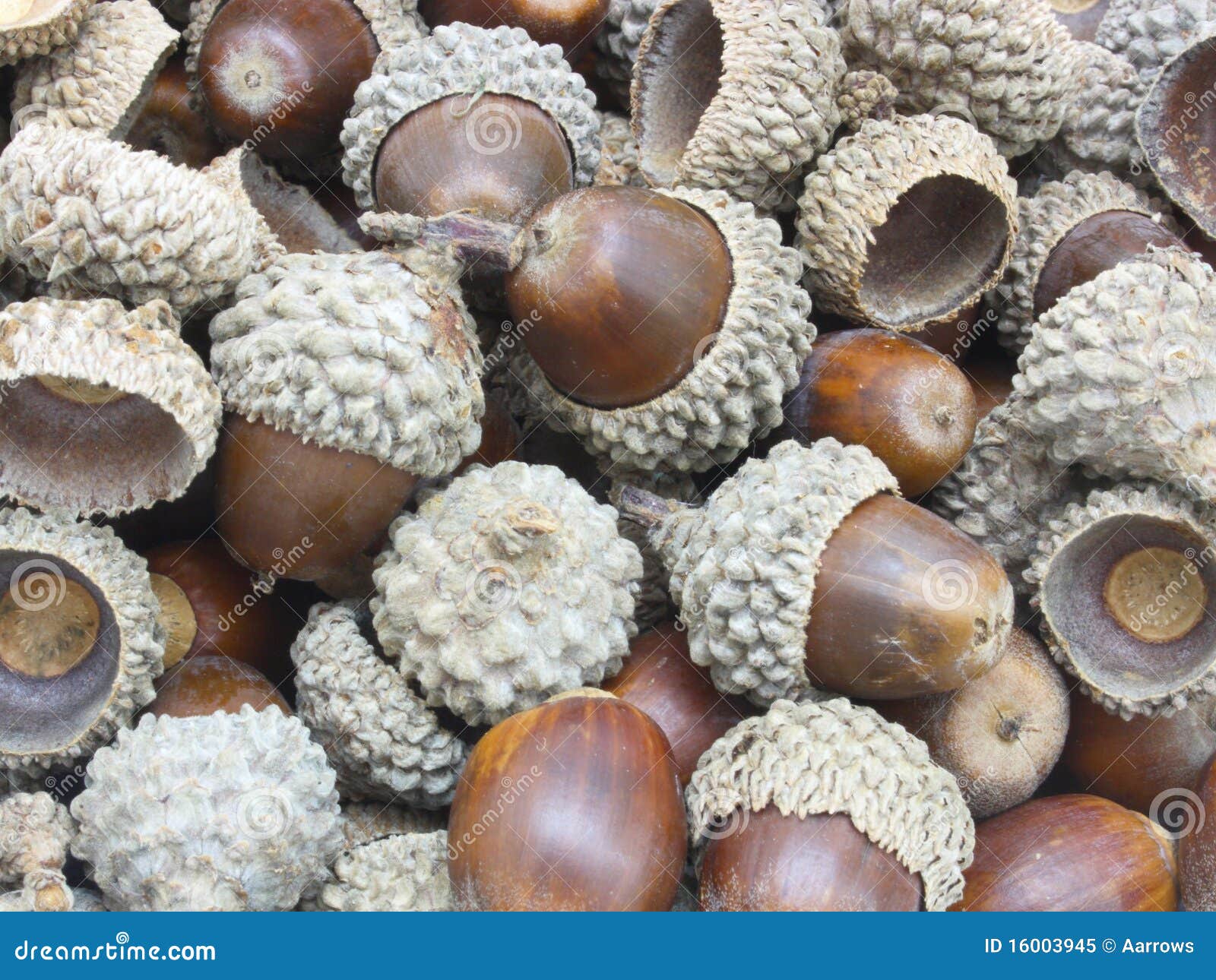 Autumn acorns stock image. Image of natural, acorn, detail - 16003945