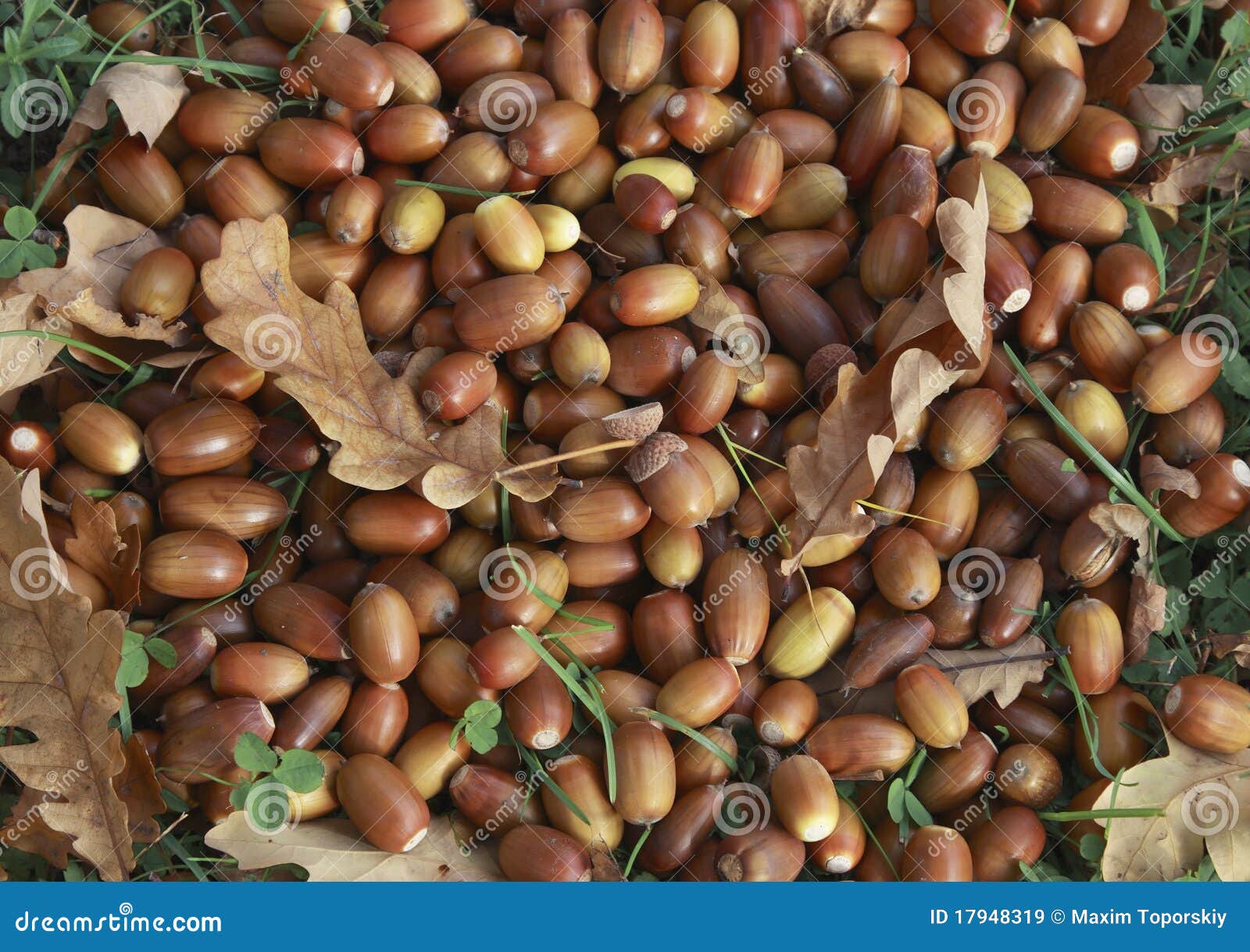 Autumn, acorns stock image. Image of october, seed, fall - 17948319