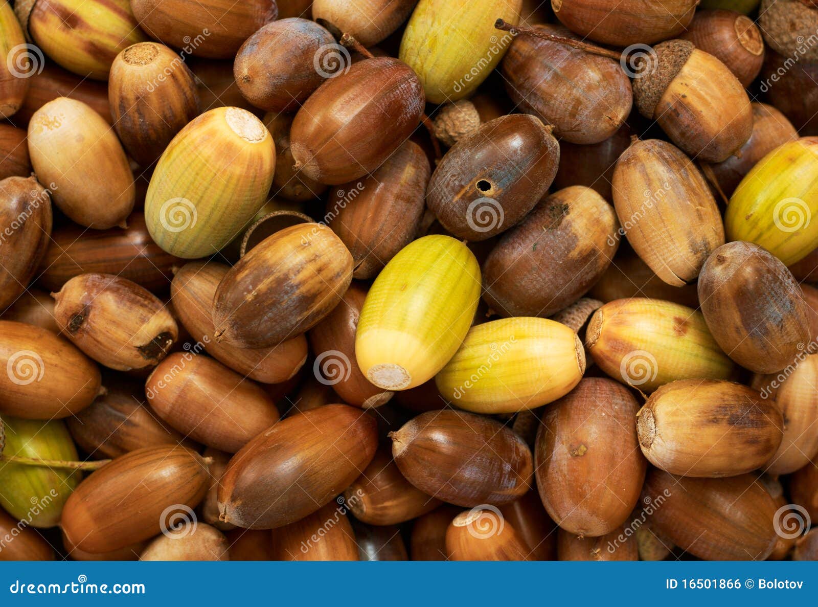 Autumn, acorns background. stock photo. Image of tree - 16501866