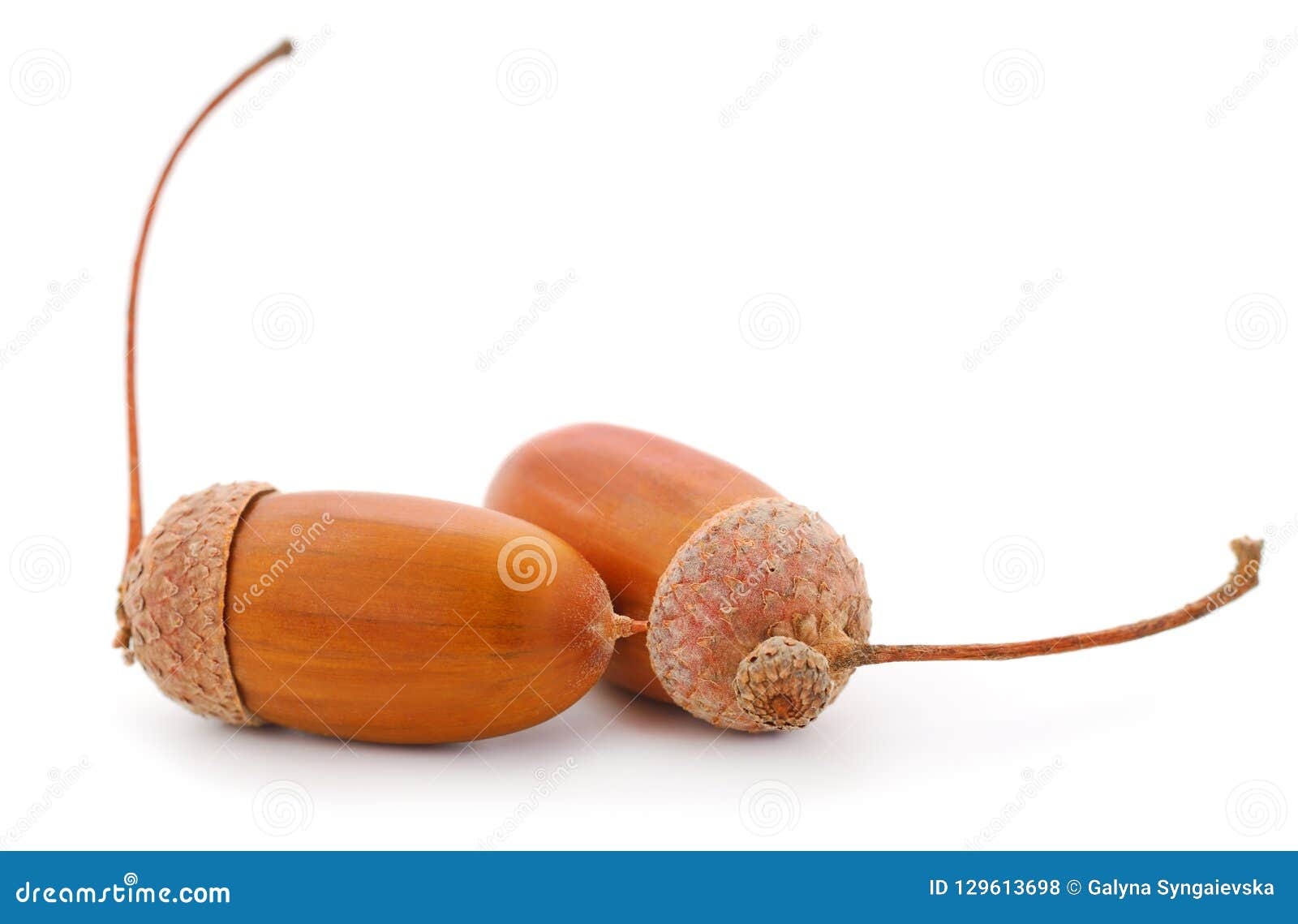 Autumn acorns isolated. stock photo. Image of botany - 129613698