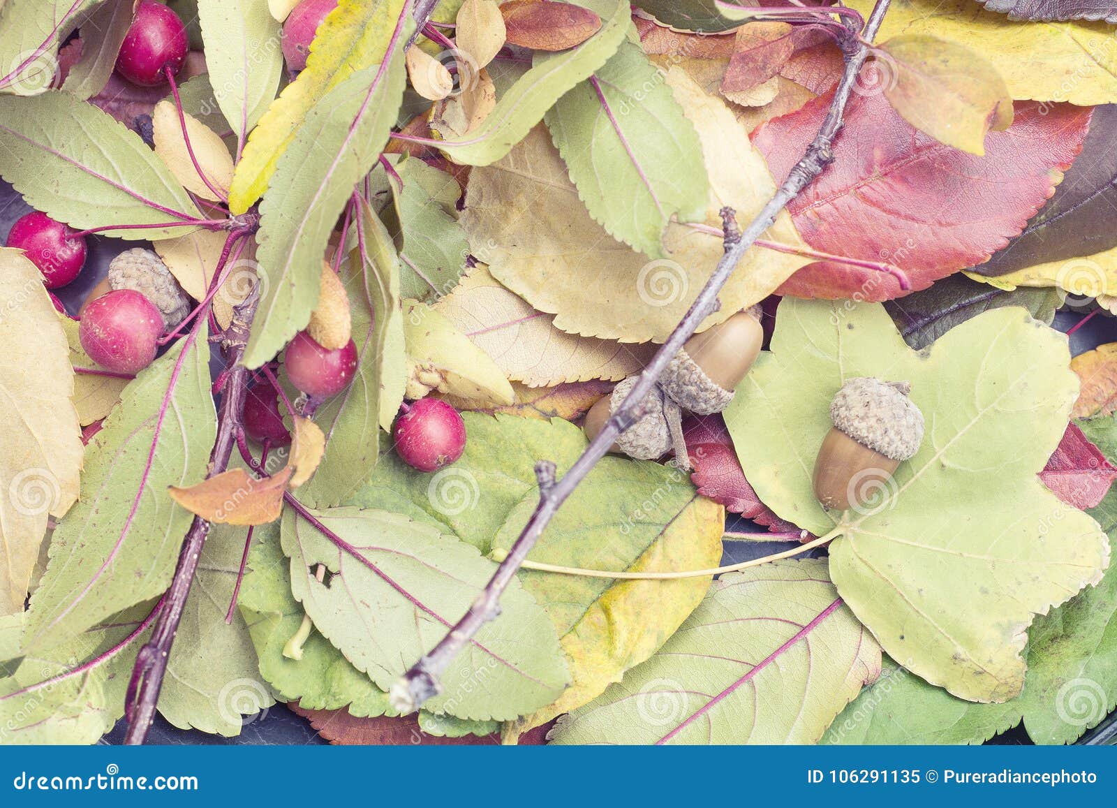 Autumn Acorns and Leaves Texture Stock Image - Image of november, color ...