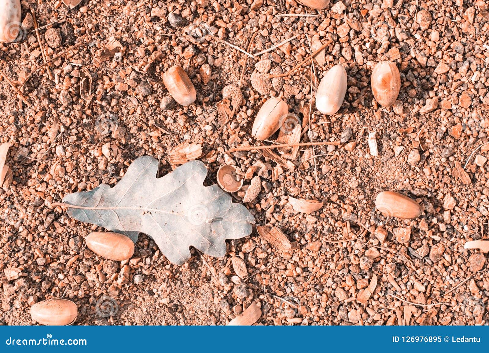 Autumn Acorns Lying on the Ground Close-up. Stock Image - Image of ...