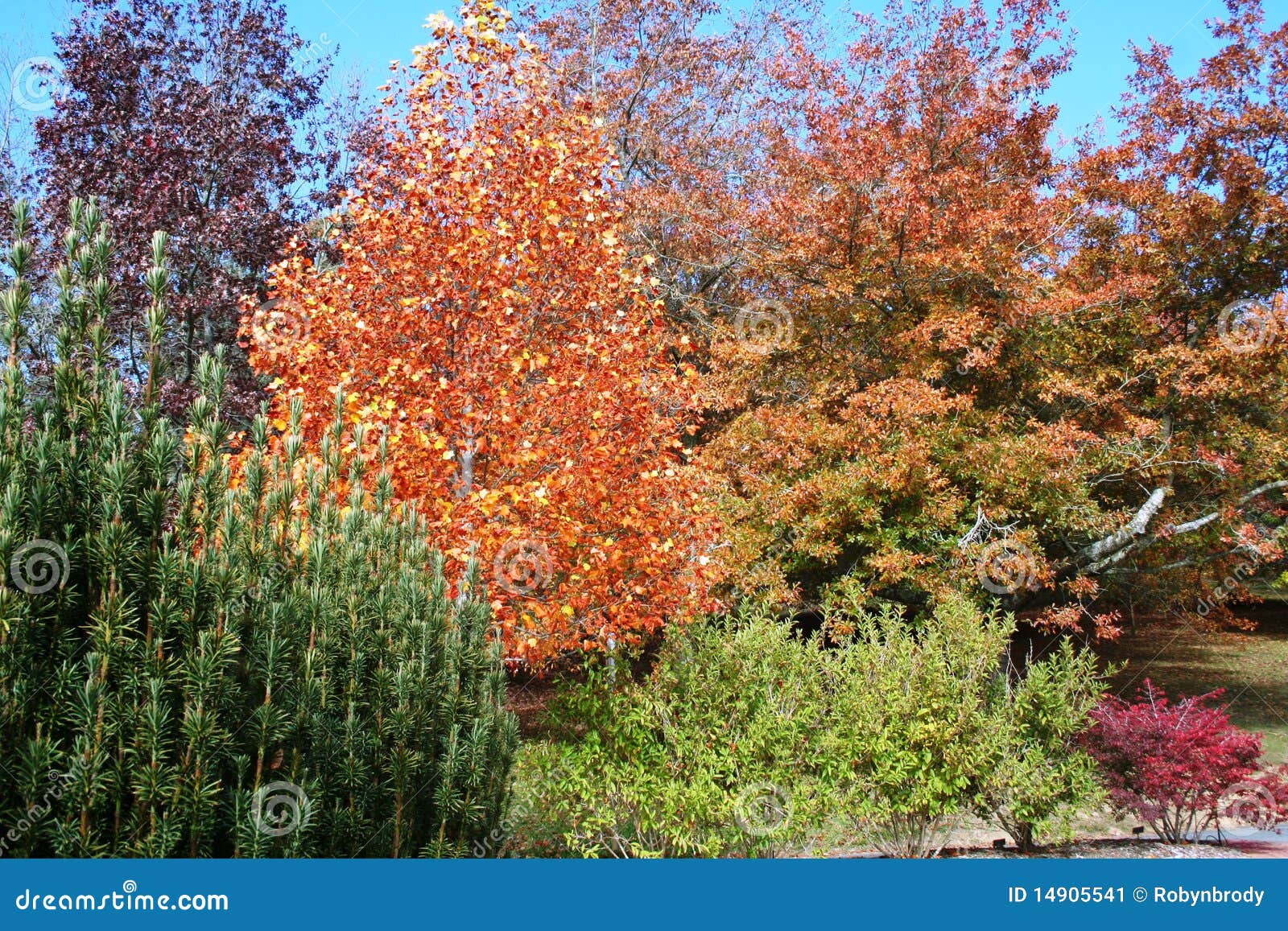 Autumn, Adelaide Hills stock image. Image of biome, south - 14905541