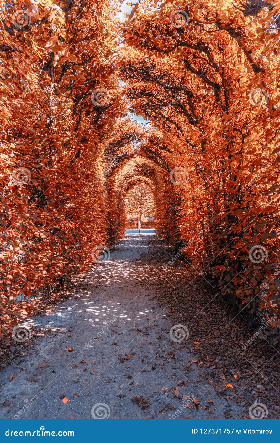 In autumn alley stock image. Image of fall, natural - 127371757