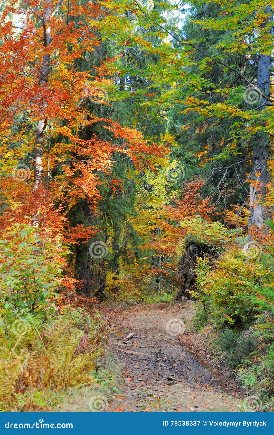 Autumn alley in forest stock image. Image of fall, outdoor - 78538387