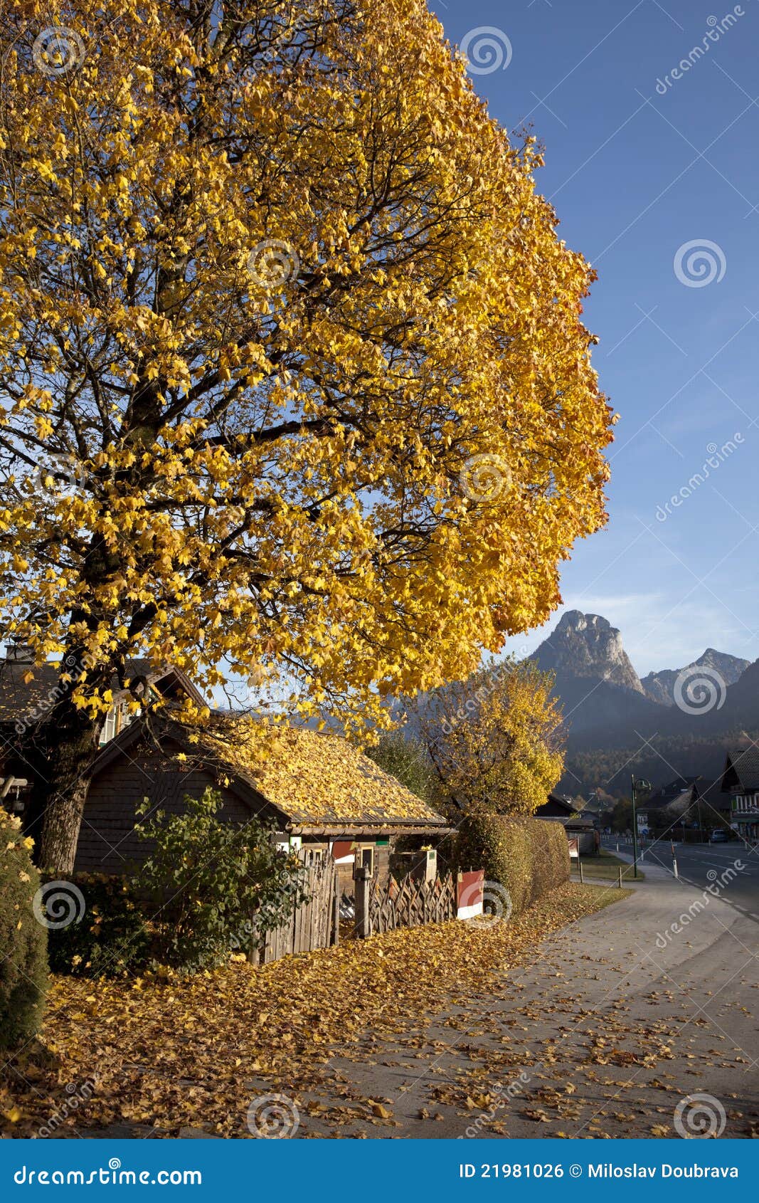 Autumn in the Alps stock photo. Image of clear, wooden - 21981026