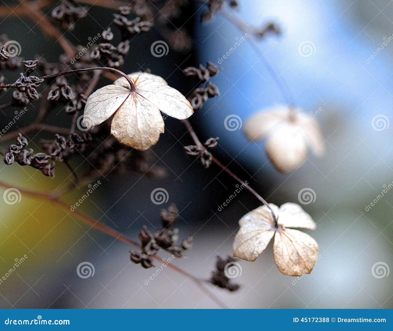 Autumn stock photo. Image of branch, herbstblacurren - 45172388