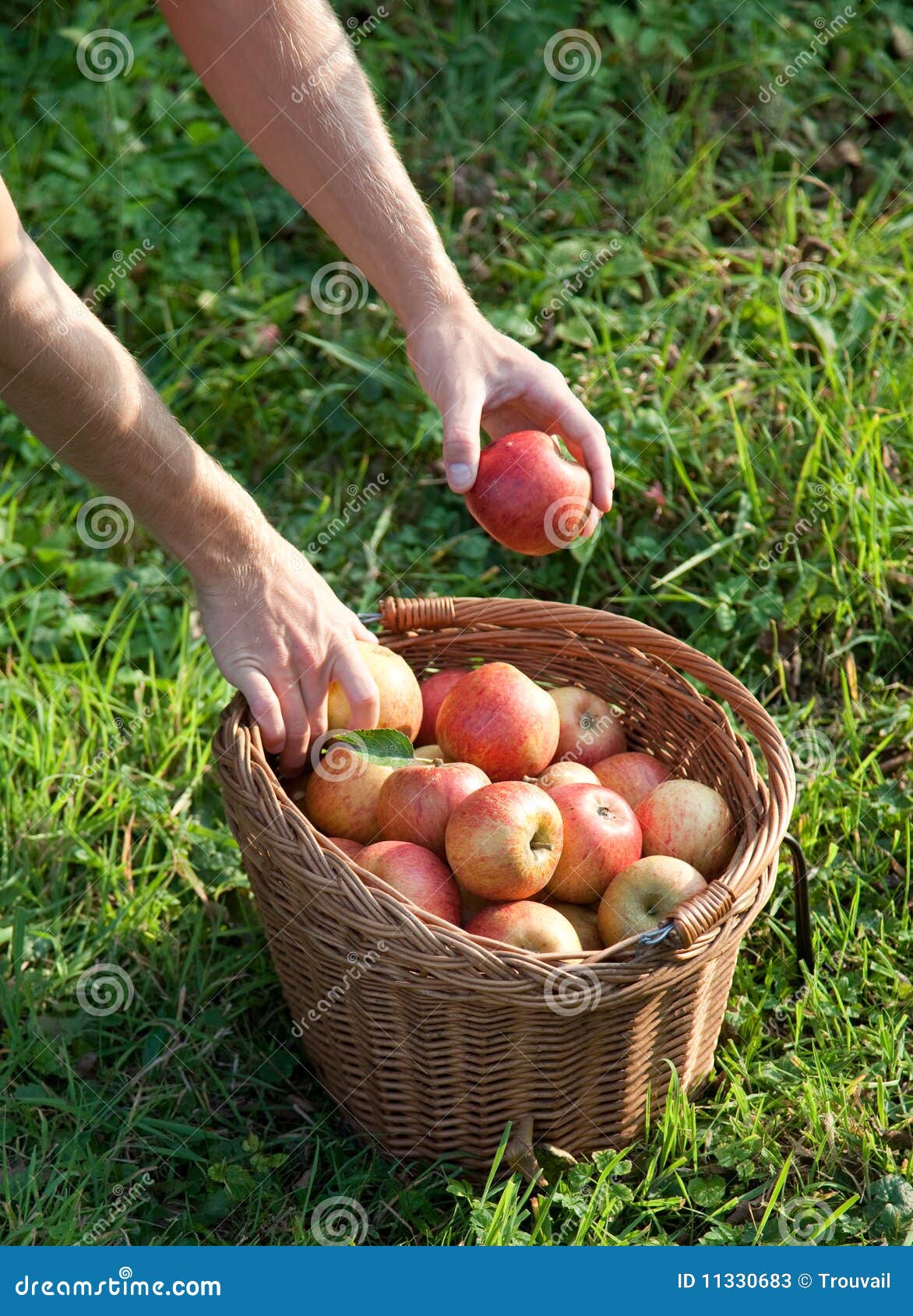 Autumn apple harvest stock image. Image of nature, fresh - 11330683