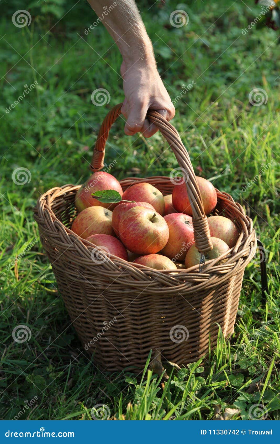 Autumn apple harvest stock photo. Image of natural, biological - 11330742