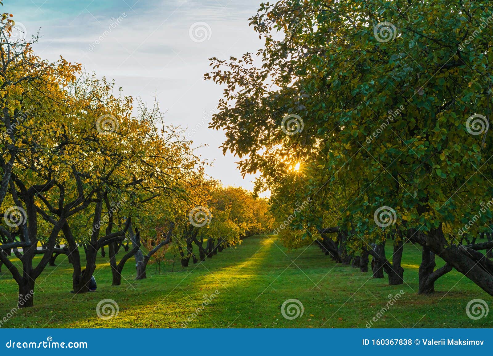 Autumn Apple Orchard at Sunset. Autumn Landscape Stock Photo - Image of ...
