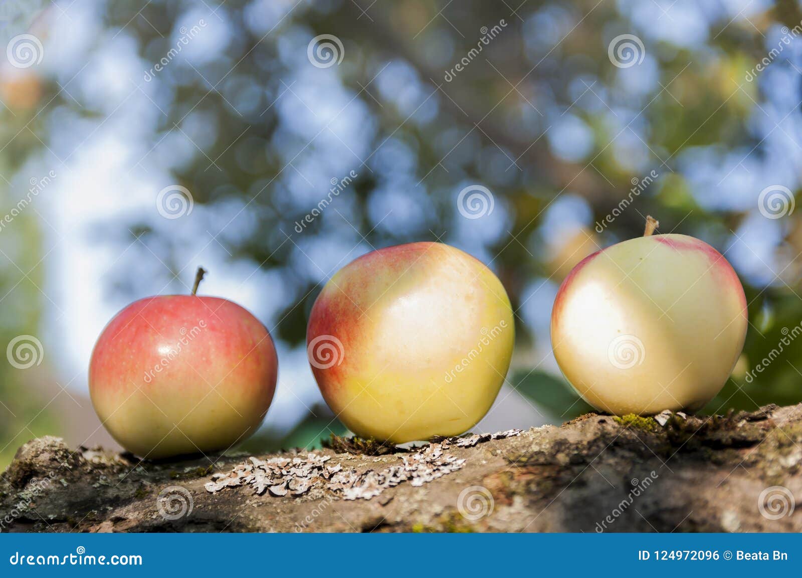 Autumn. Apple in a tree. stock photo. Image of summer - 124972096