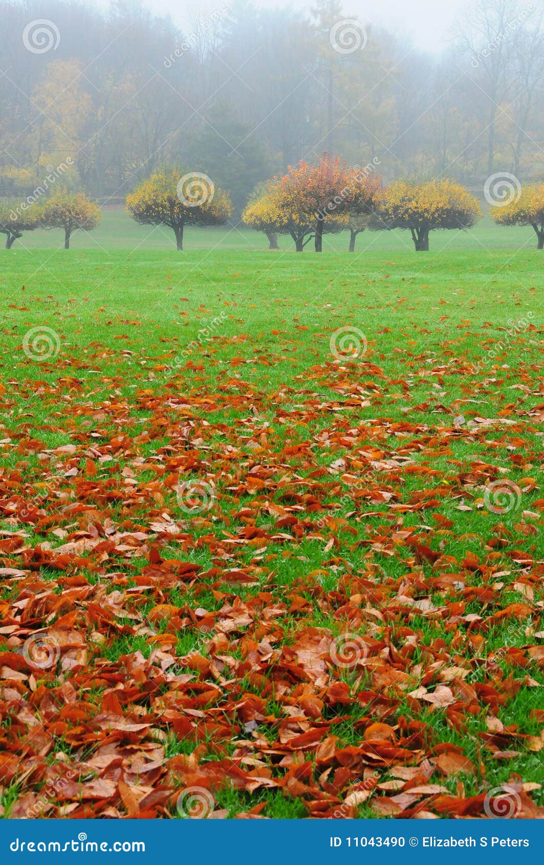 Autumn Apple Trees stock photo. Image of fallen, fall - 11043490