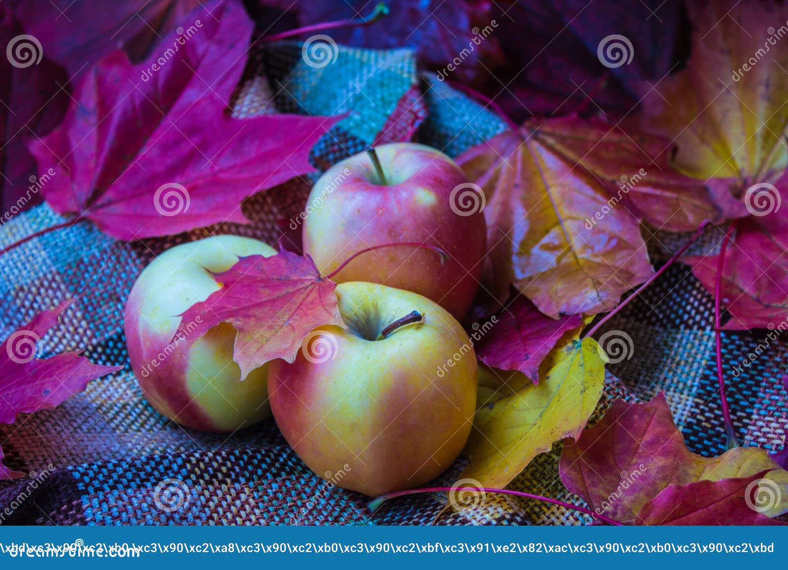 Autumn Apples stockbild. Bild von lebensstil, garten - 100721143
