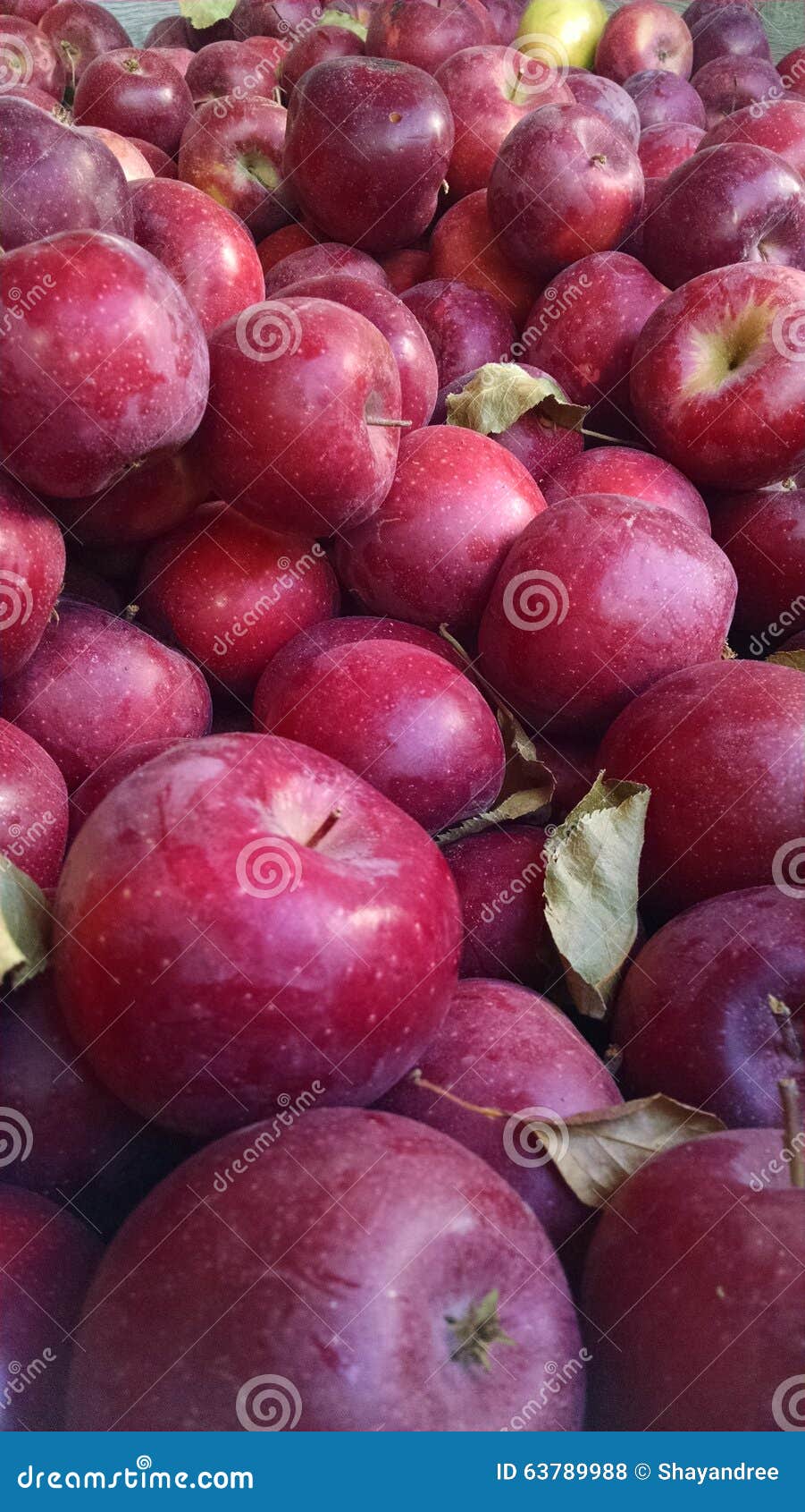 Autumn Apples stock foto. Image of molen, najaar, appelen - 63789988