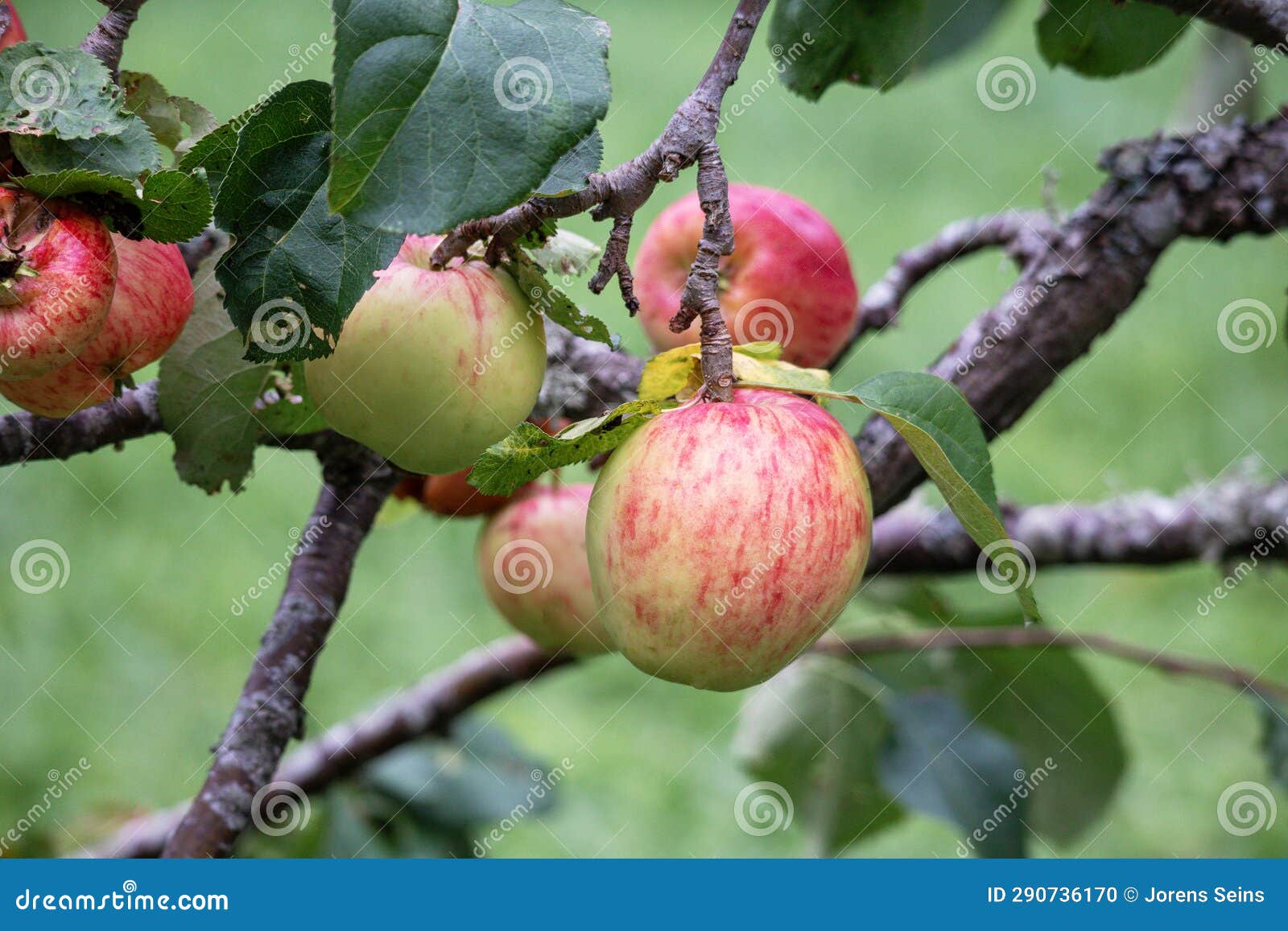 Autumn Apples on an Apple Tree Branch Stock Photo - Image of food, twig ...