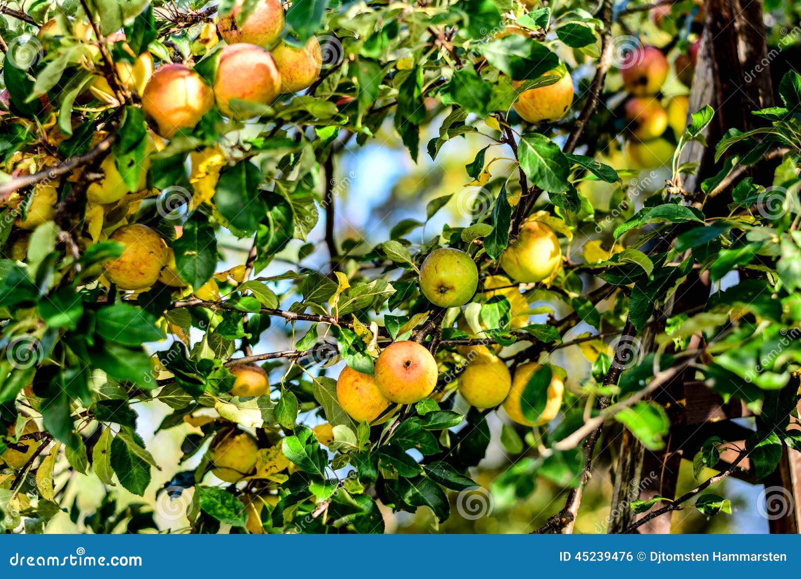 Autumn apples stock photo. Image of leaf, food, apple - 45239476
